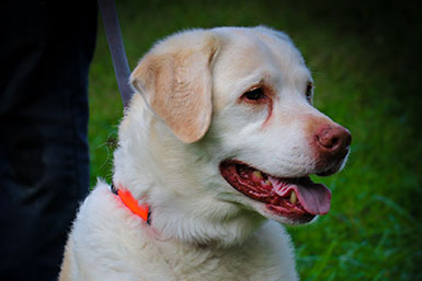 Meet our Dogs – STRIKE K-9